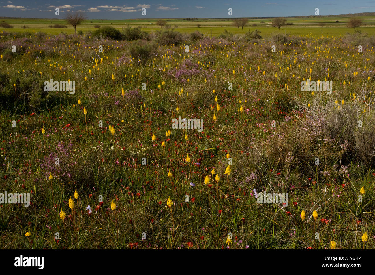 Tillite hi-res stock photography and images - Alamy