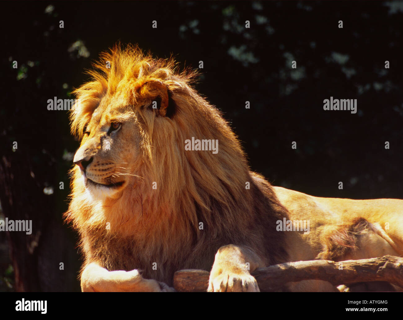 male lion enjoying the sun Stock Photo - Alamy
