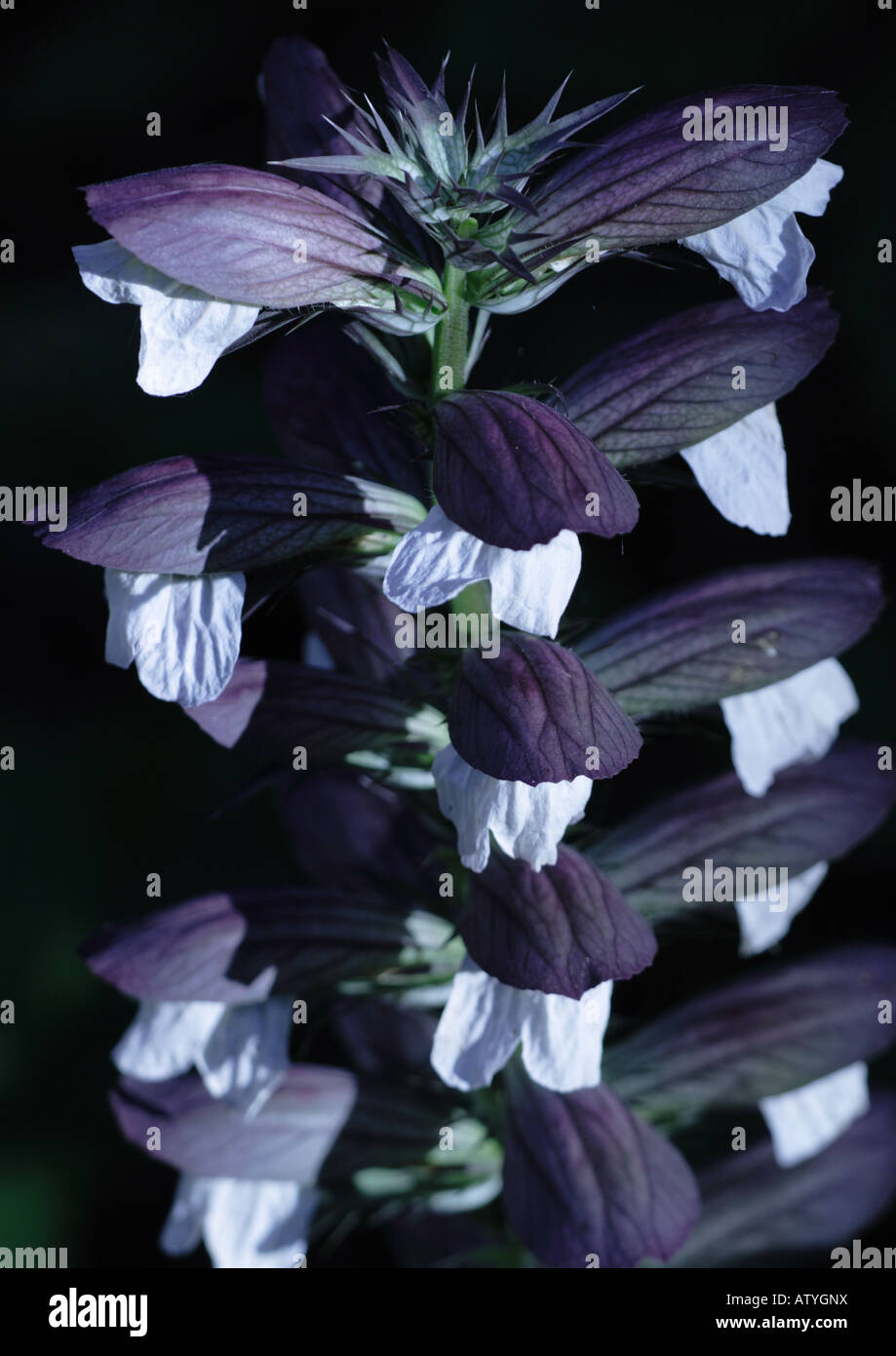 BEARS BREECHES (Acanthus mollis Stock Photo - Alamy