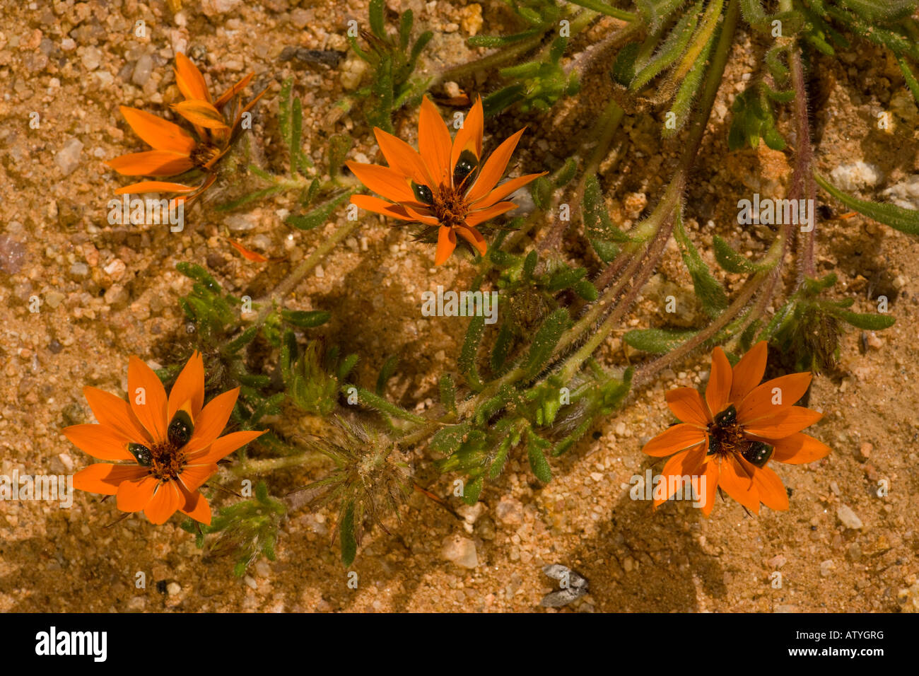 Gorteria diffusa ssp diffusa hi-res stock photography and images - Alamy