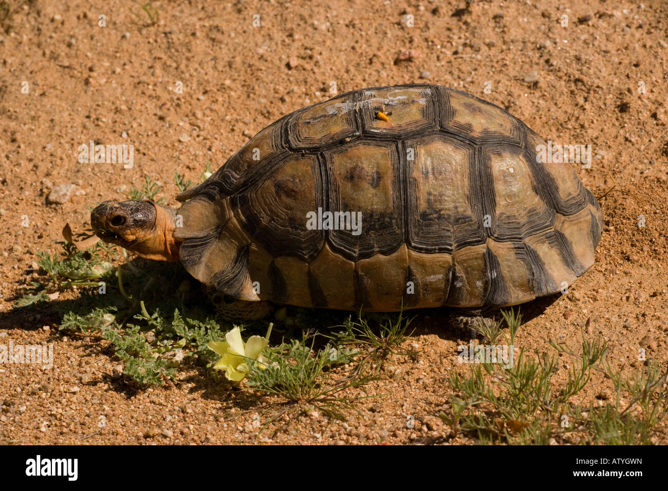 Angulate Tortoise light phase male Chersina angulata in the Namaqua ...