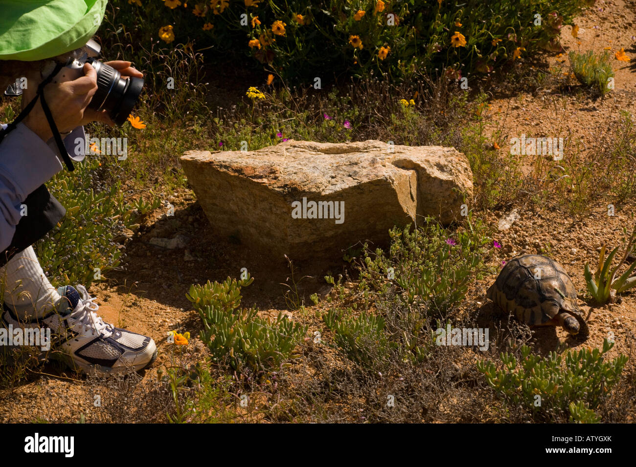 Photographer and Angulate Tortoise light phase male Chersina angulata ...
