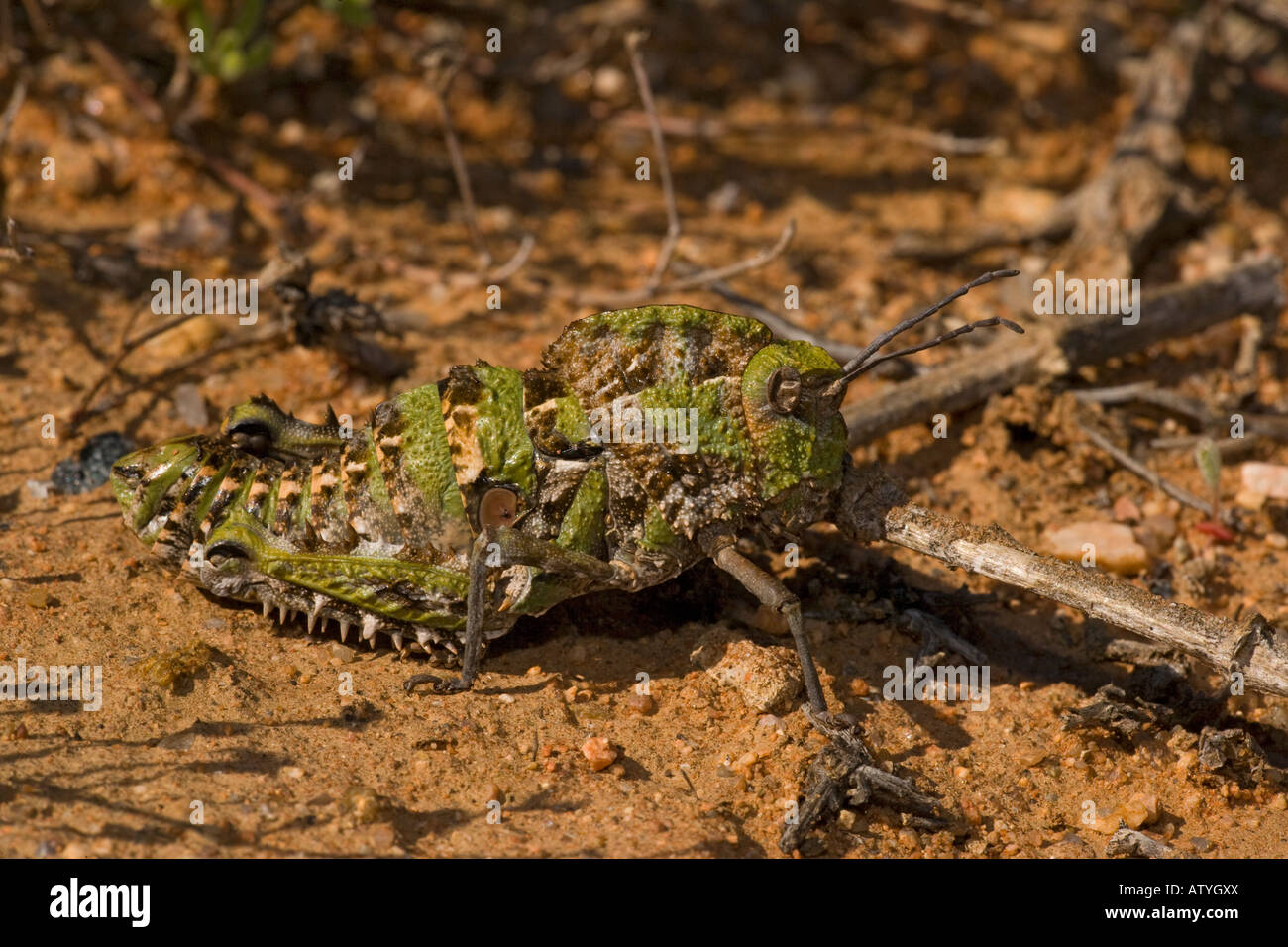 A desert grasshopper Namaqualand, South Africa Stock Photo - Alamy