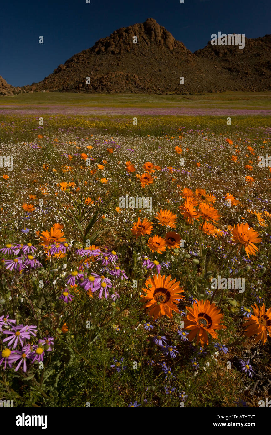 Spectacular displays of spring flowers in the Goegap Reserve near ...