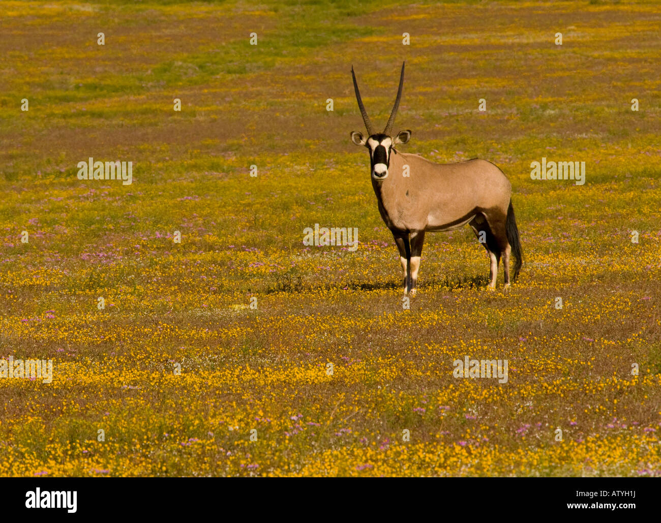 Gemsbok (Oryx gazella) amongst spring flowers in the Goegap Nature ...