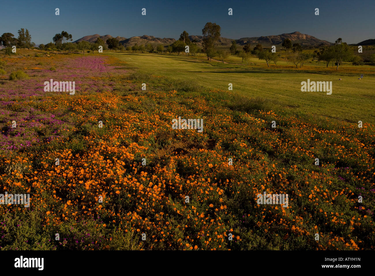 Springbok flowers hi-res stock photography and images - Alamy