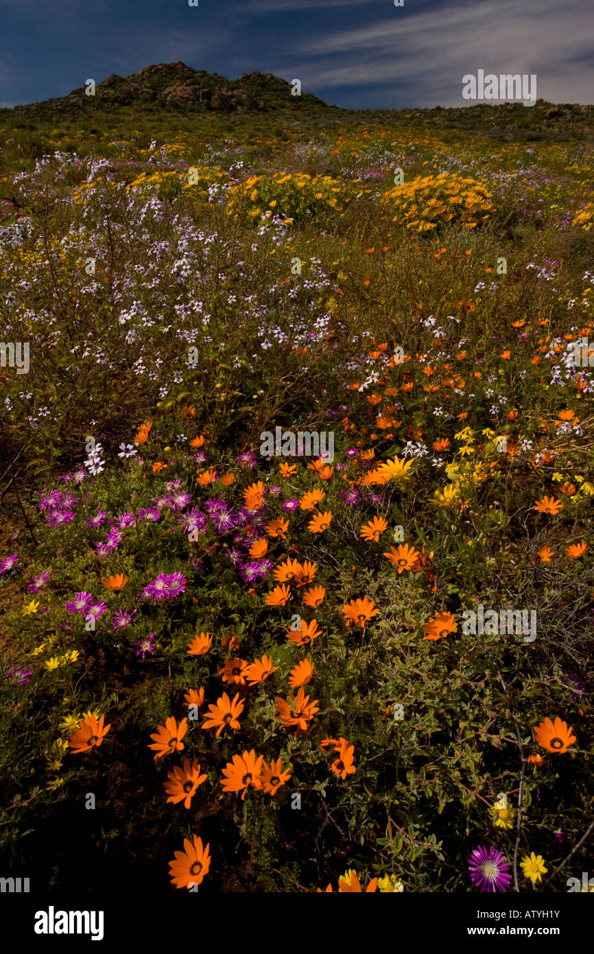 Fabulous display of spring flowers in Namaqualand Arctotis Mesembs Didelta etc near Garies South ...