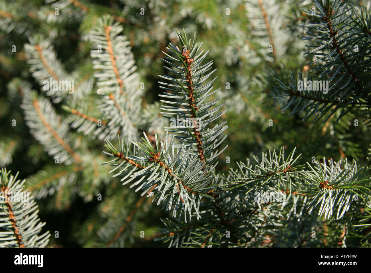 Christmas tree spines Stock Photo - Alamy