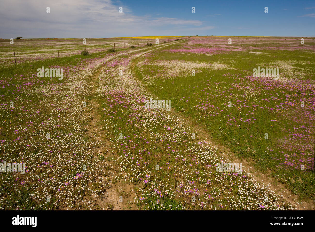 Flowery field on area cleared from Renosterveld a shrubby vegetation ...