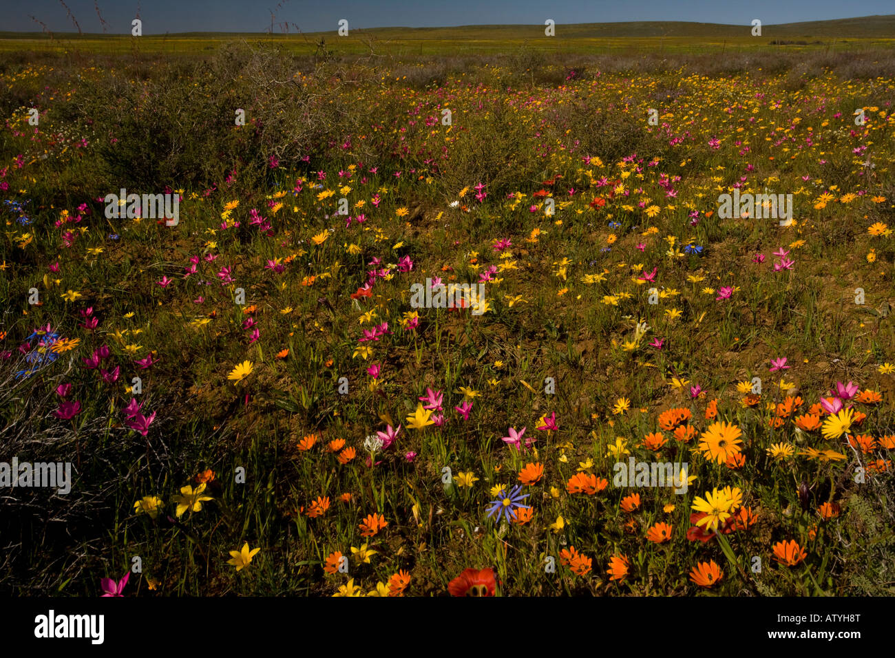Spectacular mass of spring flowers on Renosterveld a shrubby vegetation ...