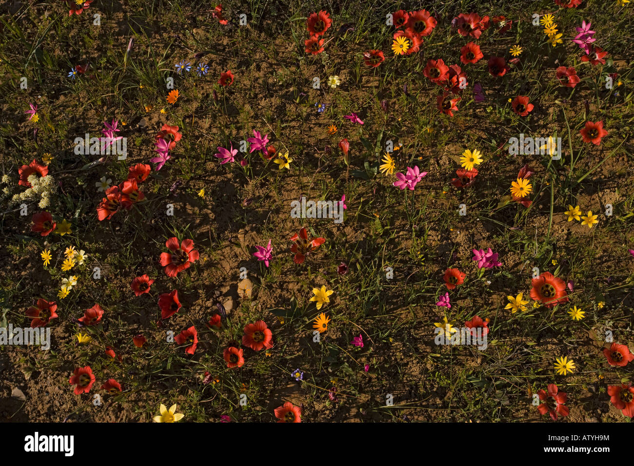 Mass of spring flowers on Renosterveld a shrubby vegetation type rich ...