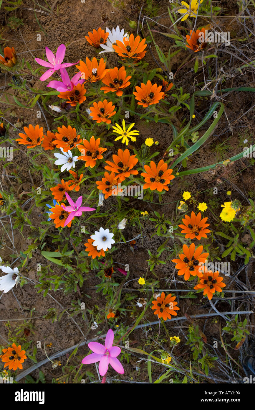 Beetle daisy Gorteria diffusa ssp diffusa and other flowers on ...