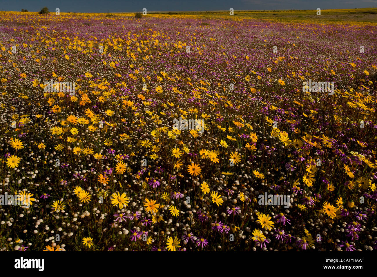 Extraordinary mass of spring flowers on Renosterveld a shrubby ...