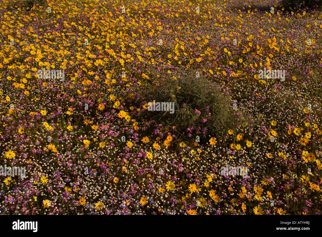 Extraordinary mass of spring flowers on Renosterveld a shrubby ...