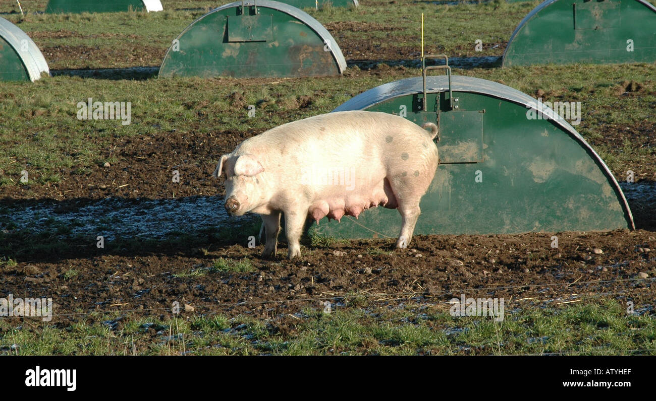 Packington Pig Farm, near Lichfield, Staffordshire Stock Photo - Alamy