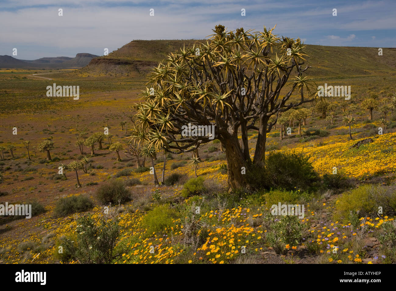 Kokerboom or Quiver Tree Aloe dichotoma forest in a flowery spring on ...