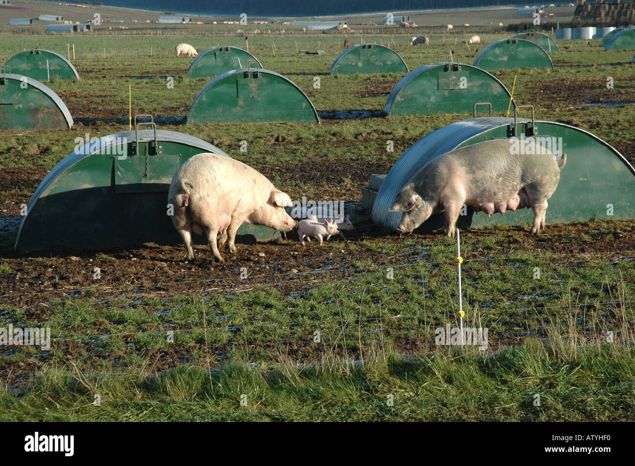 Packington Pig Farm, near Lichfield, Staffordshire Stock Photo - Alamy