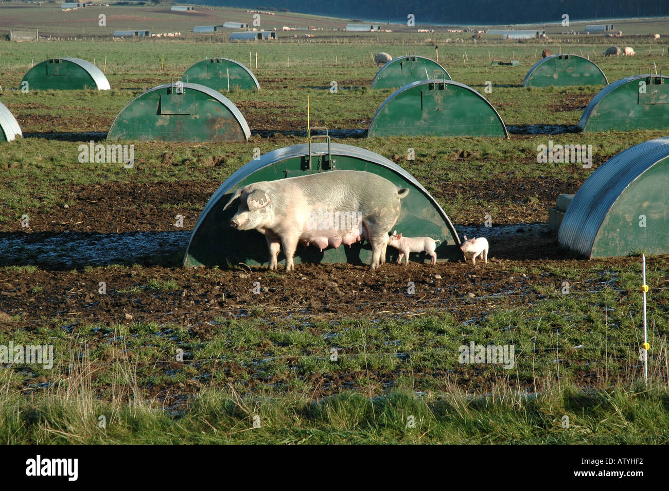 Packington Pig Farm, near Lichfield, Staffordshire Stock Photo - Alamy