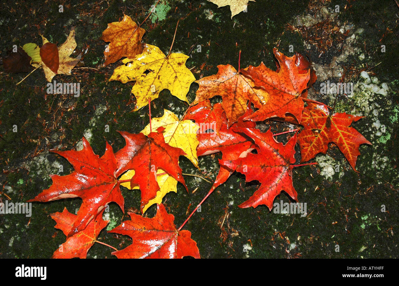 Fallen leaves, red and yellow. In the fall of North America Stock Photo ...