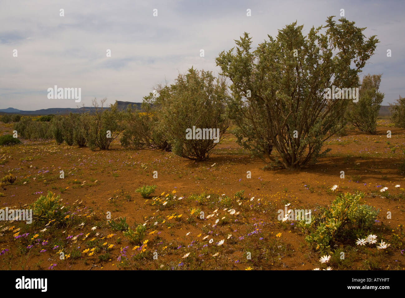 Old man saltbush hi-res stock photography and images - Alamy