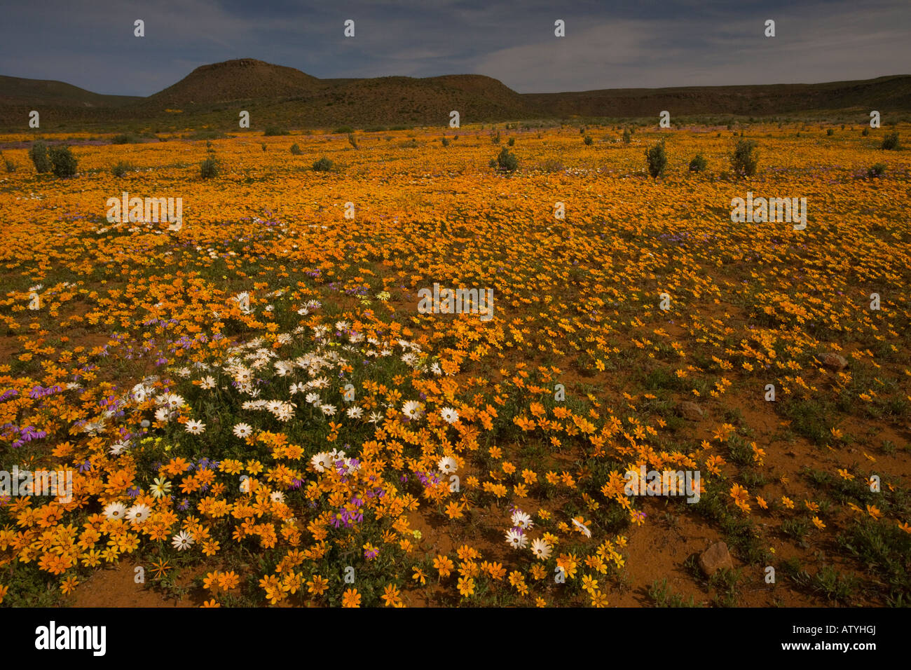 Mass Of Flowers Stock Photos & Mass Of Flowers Stock Images - Alamy