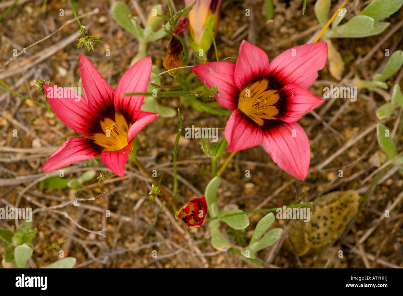 A sand crocus Romulea hirsuta on renosterveld West Cape South Africa ...