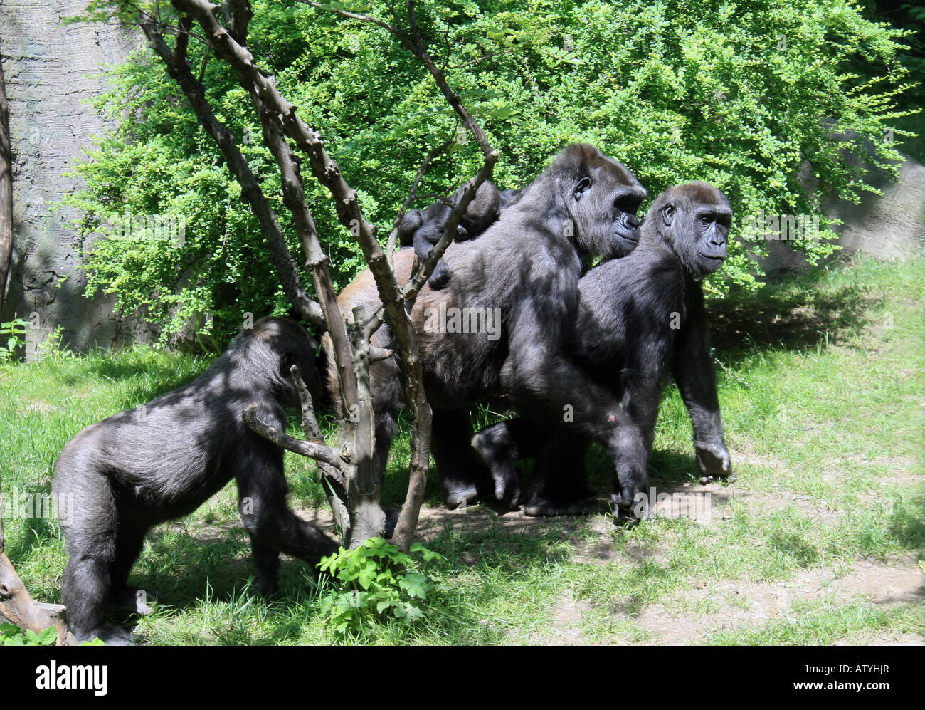Gorilla family in zoo hi-res stock photography and images - Alamy