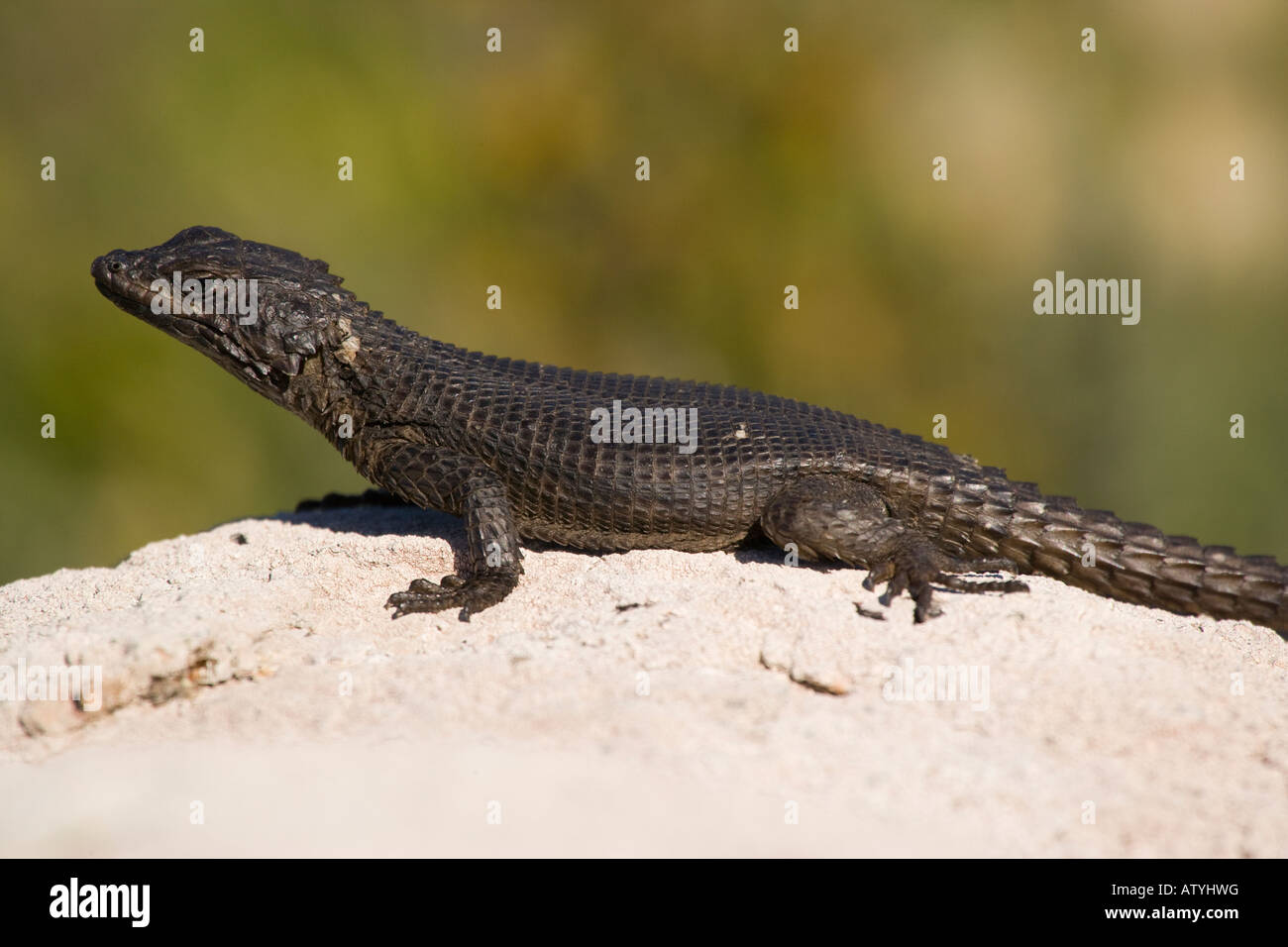Cape Girdled Lizard Cordylus niger on rock Postberg West Coast National ...
