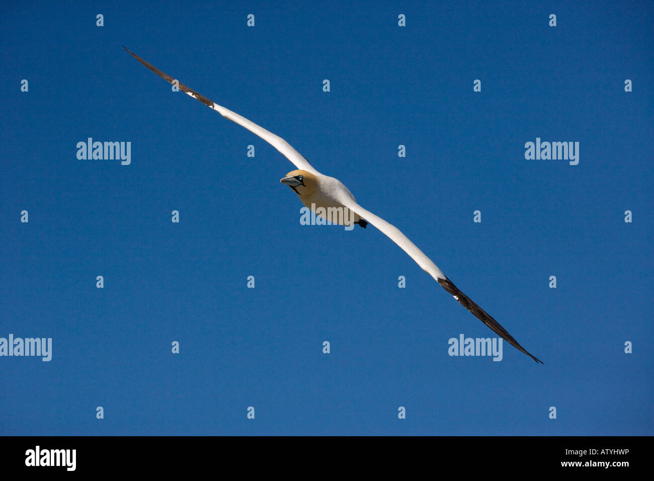 Cape Gannet Morus capensis Sula capensis in flight at colony on West ...