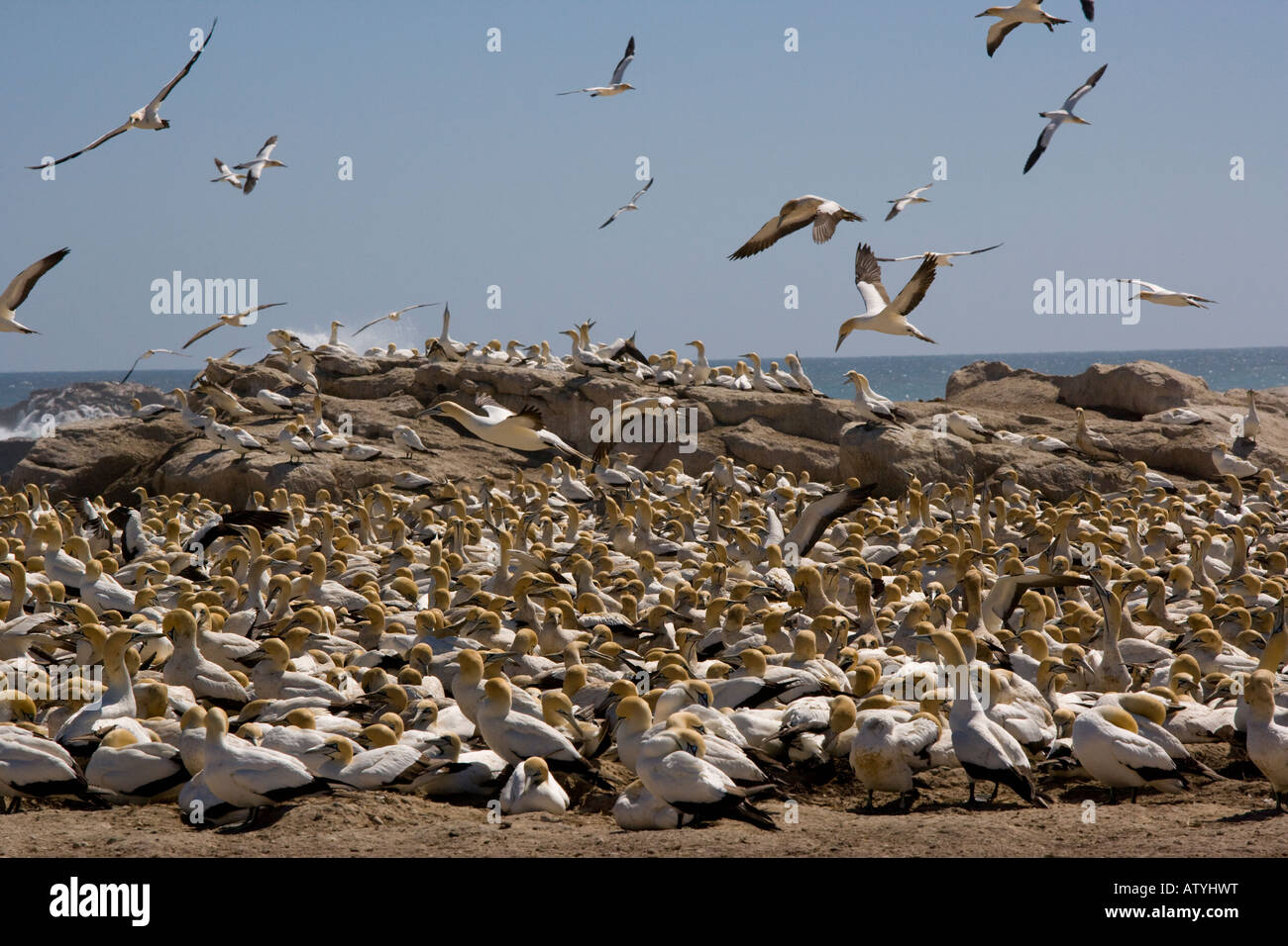 Cape Gannet Morus capensis colony on West Coast of Cape South Africa ...