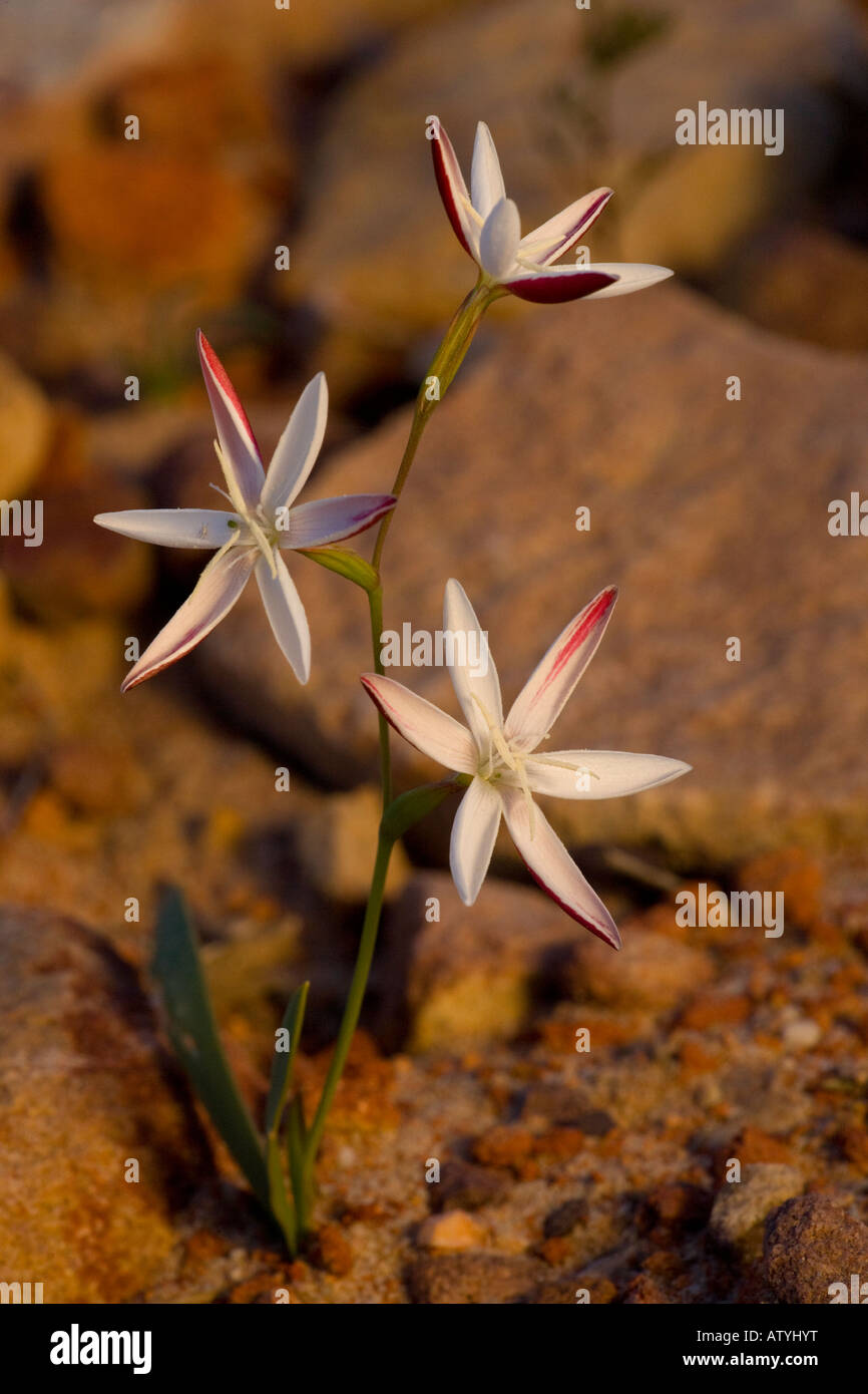Hesperantha cucullata hi-res stock photography and images - Alamy