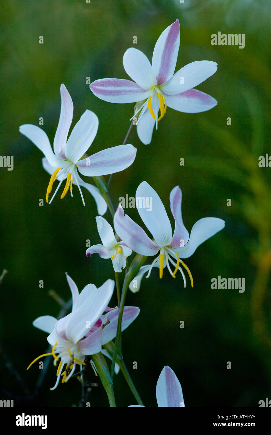 Hesperantha bulb hi-res stock photography and images - Alamy