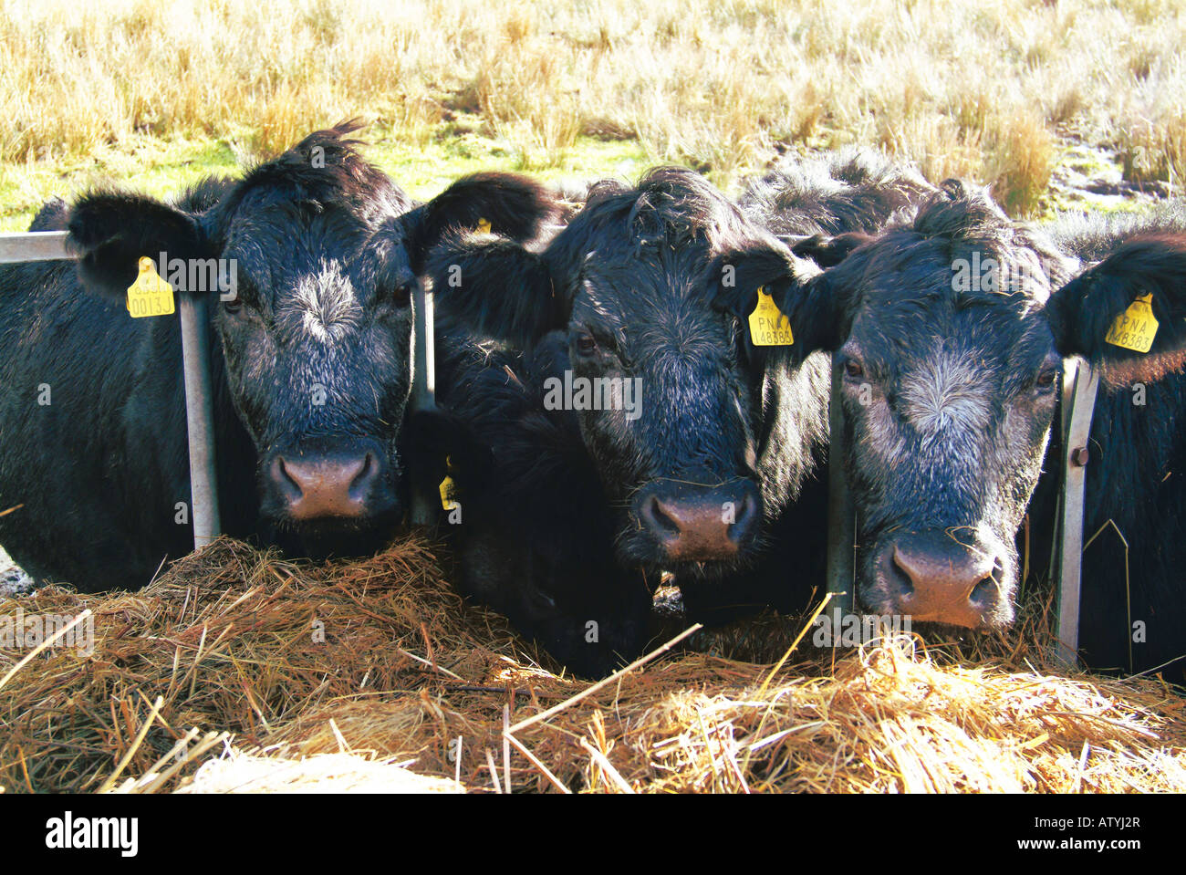 3 cows feeding on hay Stock Photo - Alamy