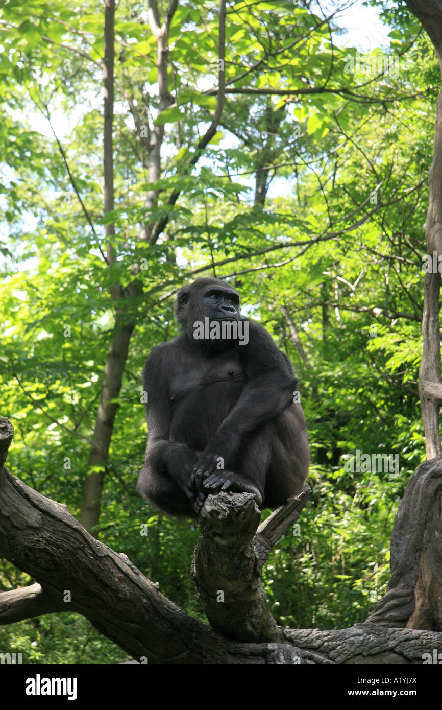 A female gorilla relaxing on a tree stump in the Bronx Zoo, New York ...