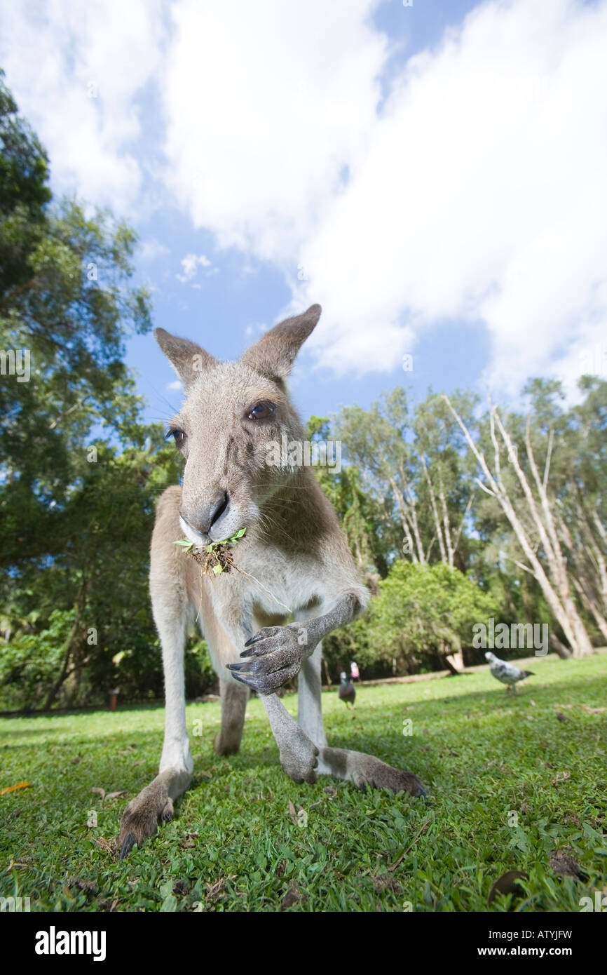 A Kangaroo eating grass Stock Photo - Alamy