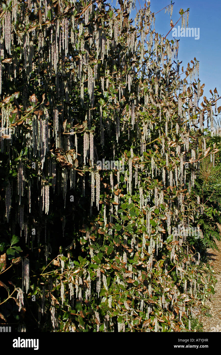 Garrya elliptica ‘james roof hi-res stock photography and images - Alamy