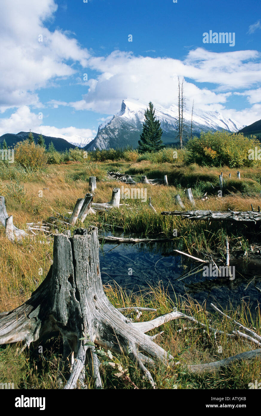 Snow capped Mount Rundle viewed across tree stumps on the 2nd Vermillon ...