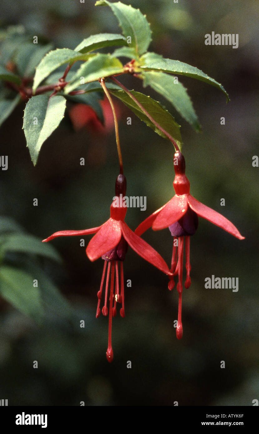 Fuchsia hedge hi-res stock photography and images - Alamy