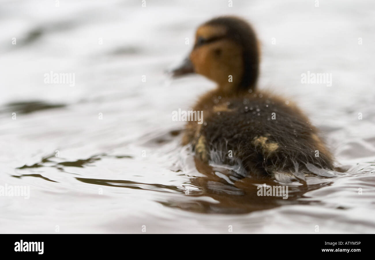 Fragile duck in water Stock Photo - Alamy