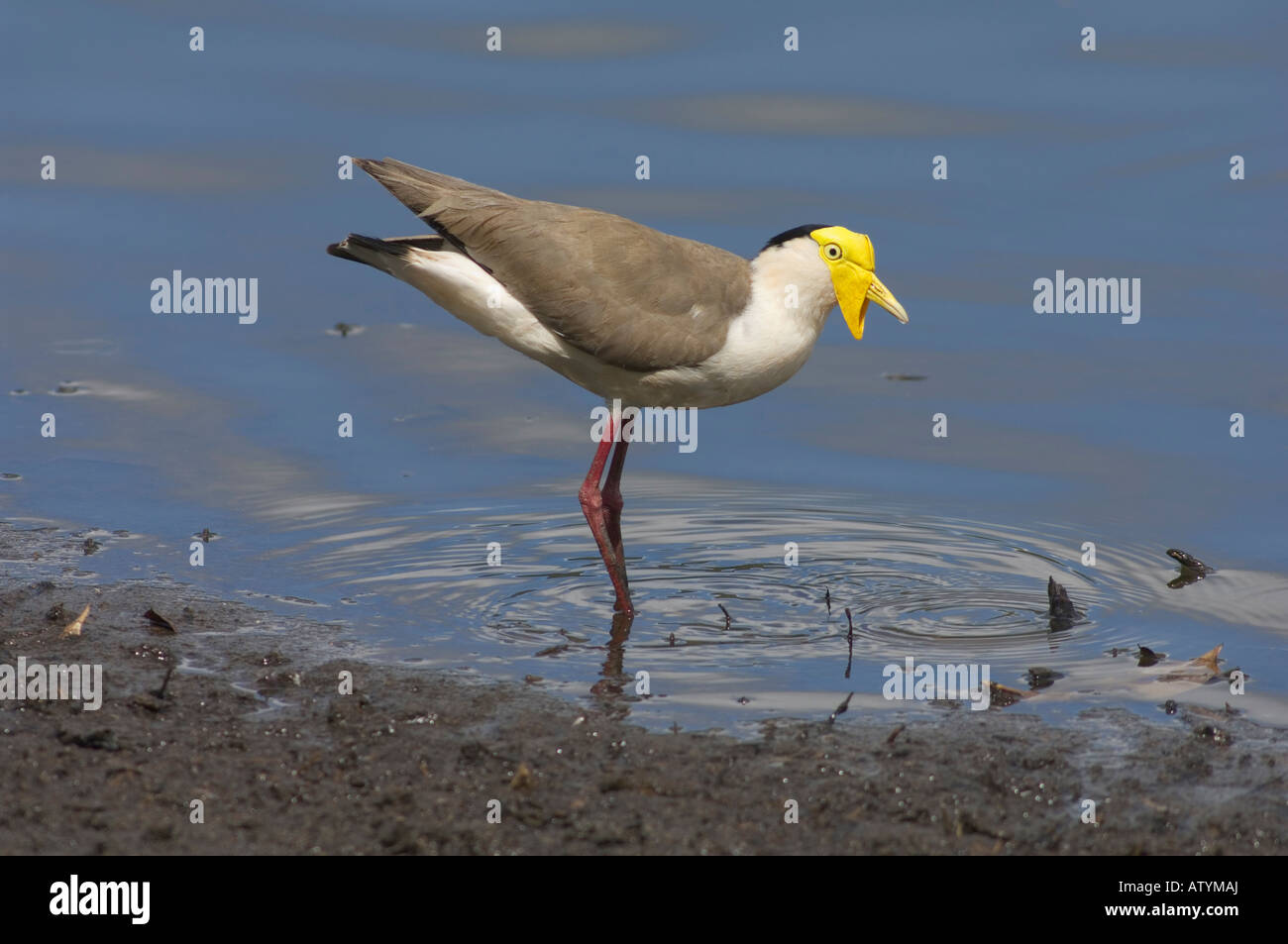 Masked Lapwing Vanellus miles standing on a lakeside Stock Photo - Alamy