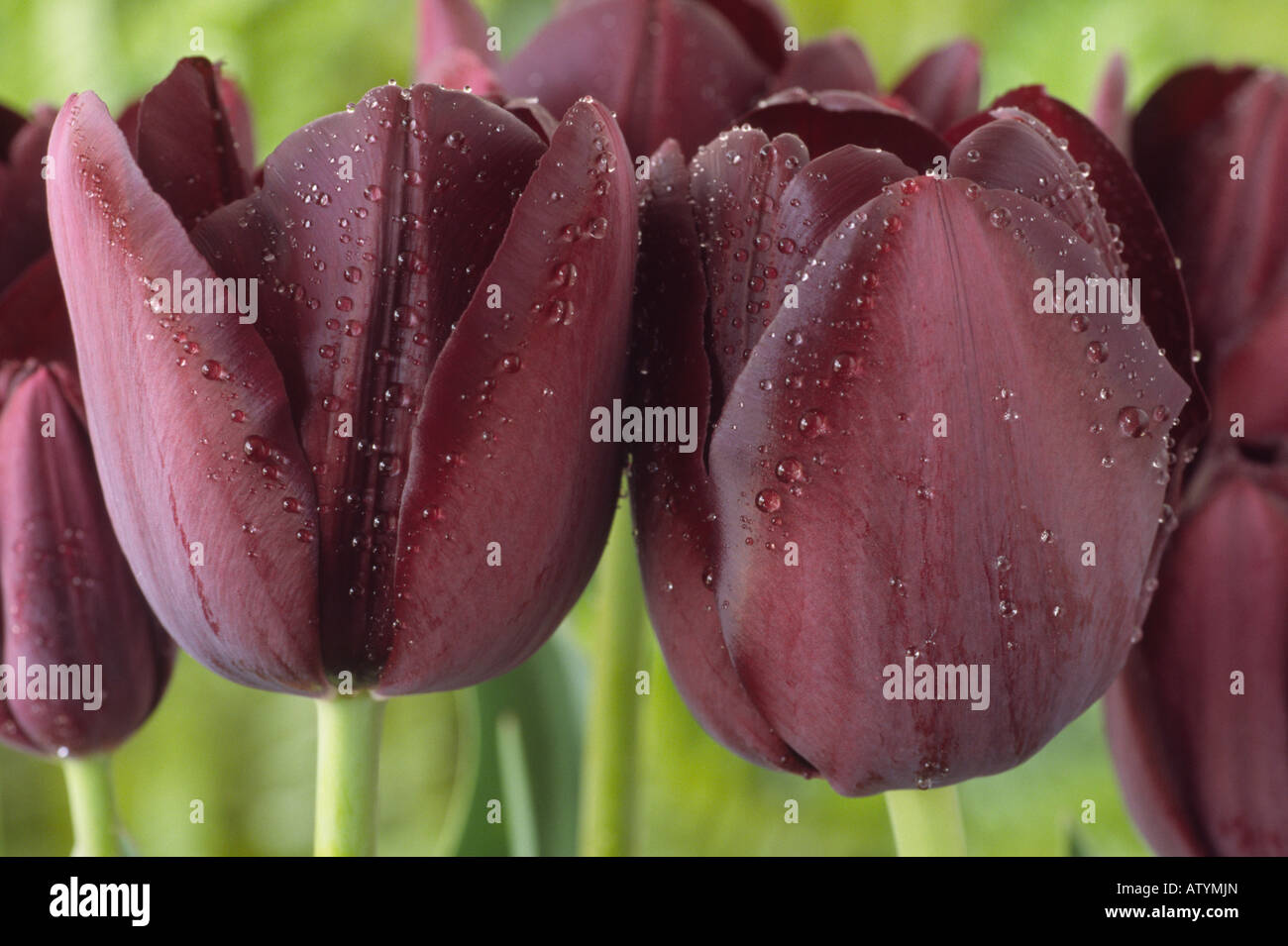 Queen of the night plant hi-res stock photography and images - Alamy
