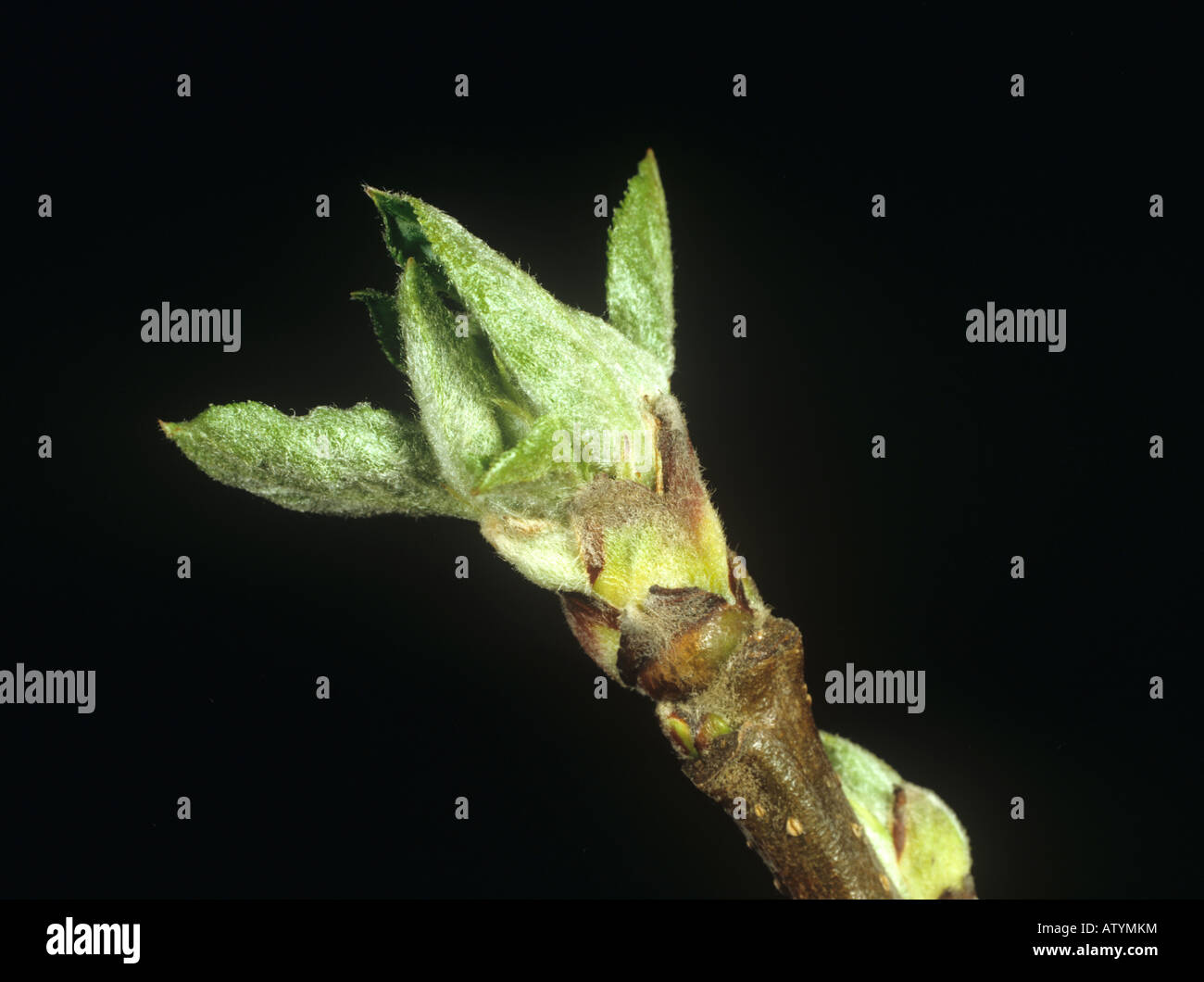 Apple bud opening in early spring leaves appearing in green cluster ...