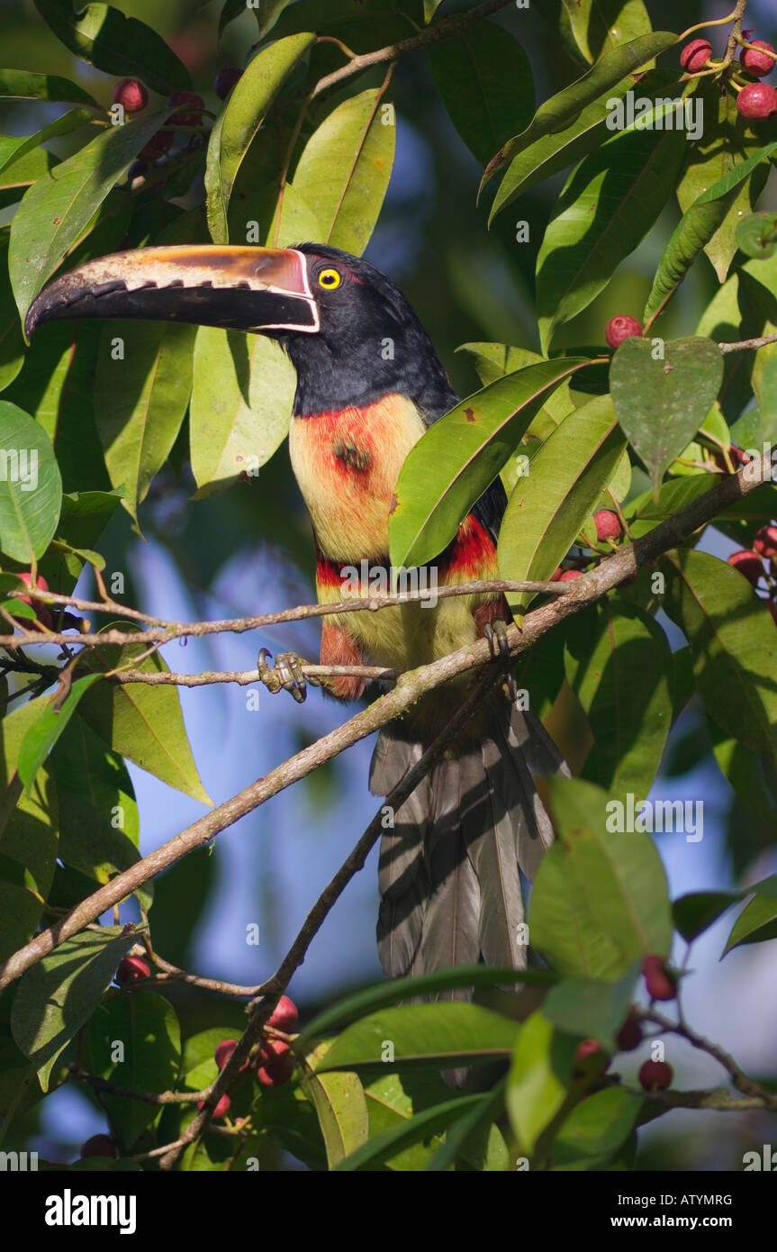 Collared Aracari Pteroglossus torquatus in a tree with red berries ...