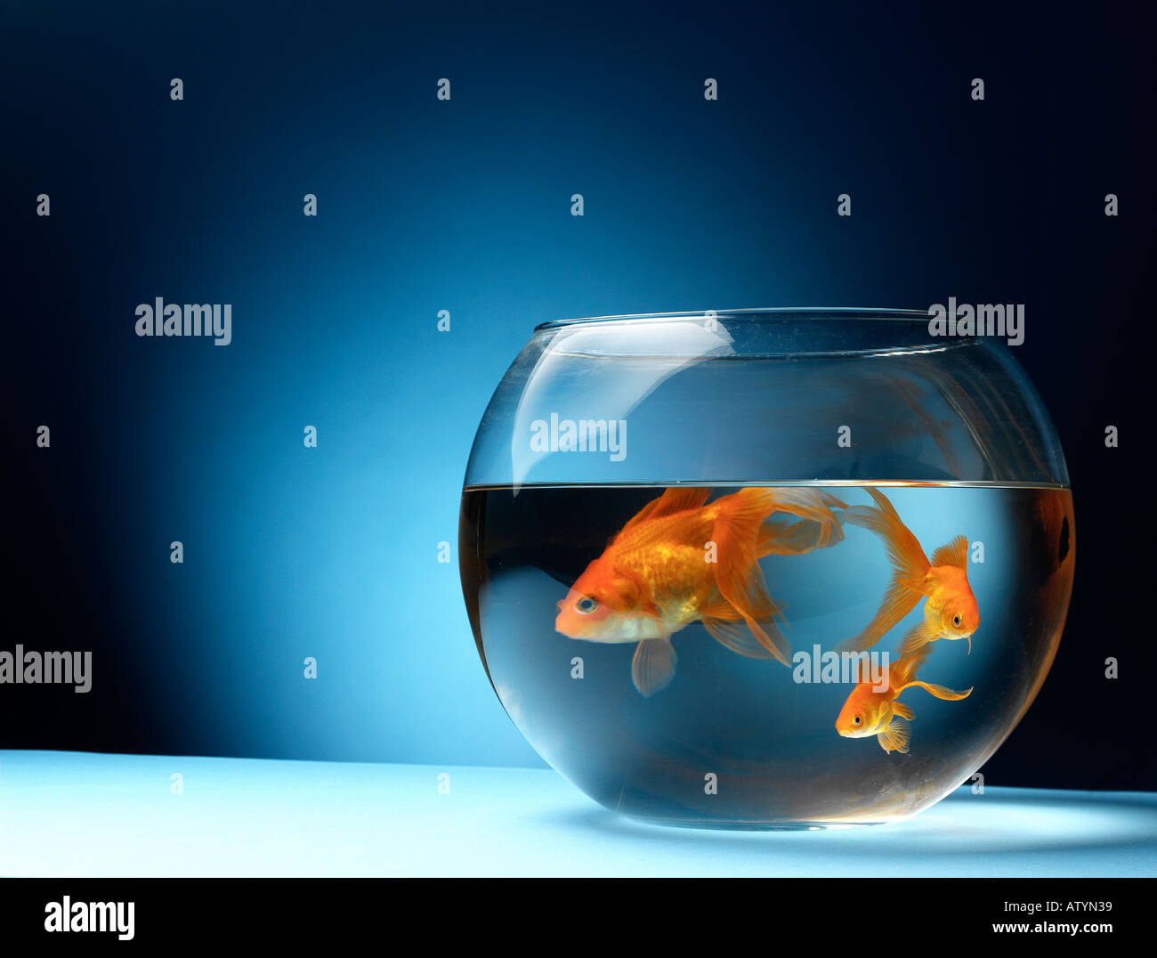 Goldfish bowl hi-res stock photography and images - Alamy