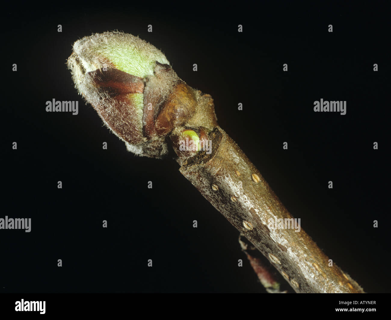 Dormant apple bud in early spring about to open Stock Photo - Alamy