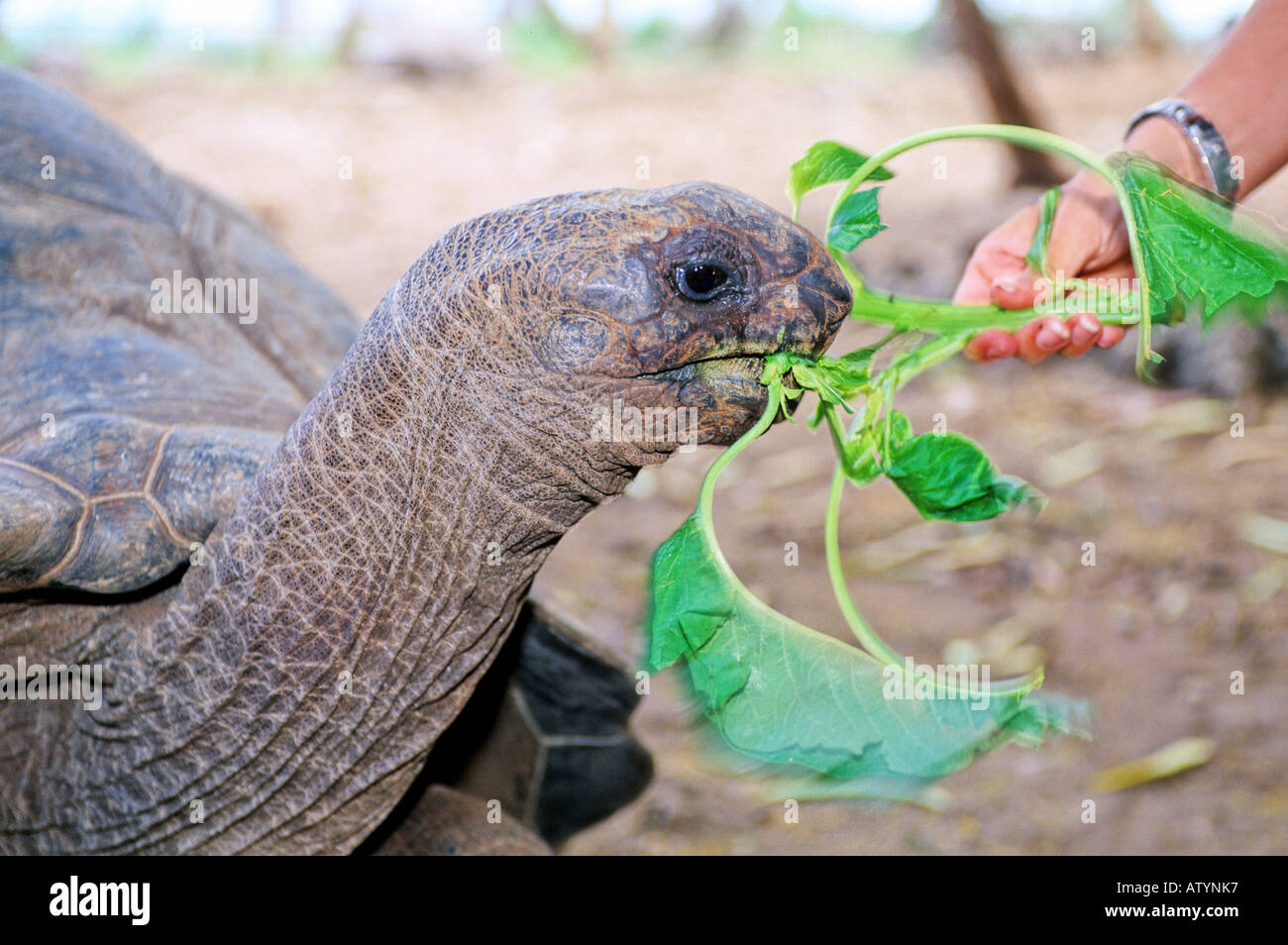 Turtle Zanzibar Tanzania East Africa Africa Stock Photo - Alamy