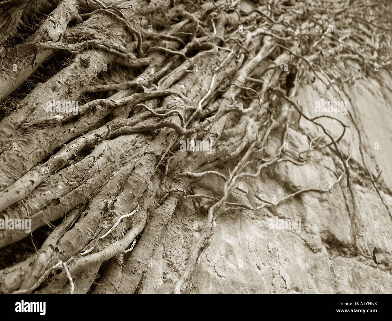 Artistic roots hi-res stock photography and images - Alamy