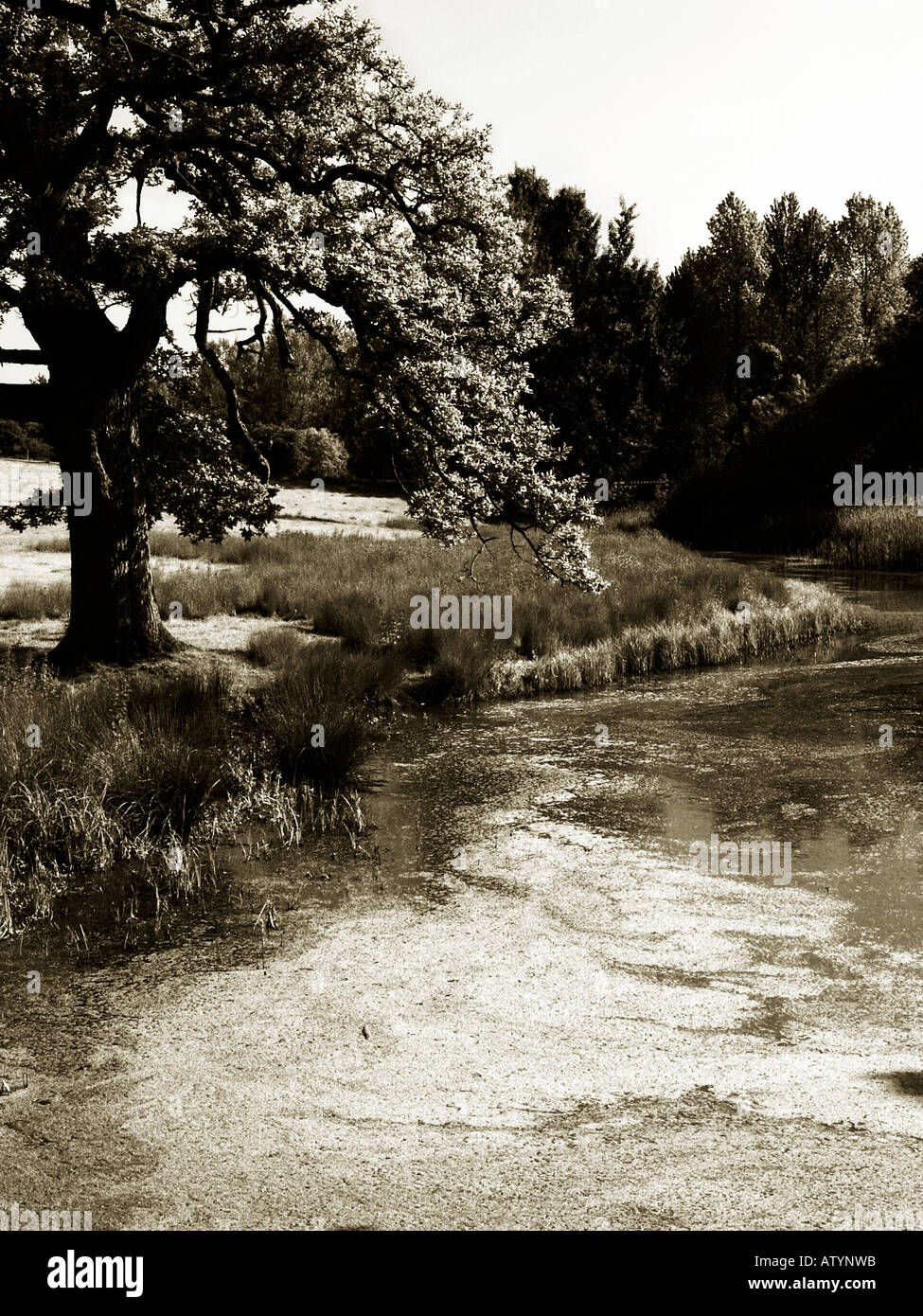 Old Tree at the bank of a river Stock Photo - Alamy