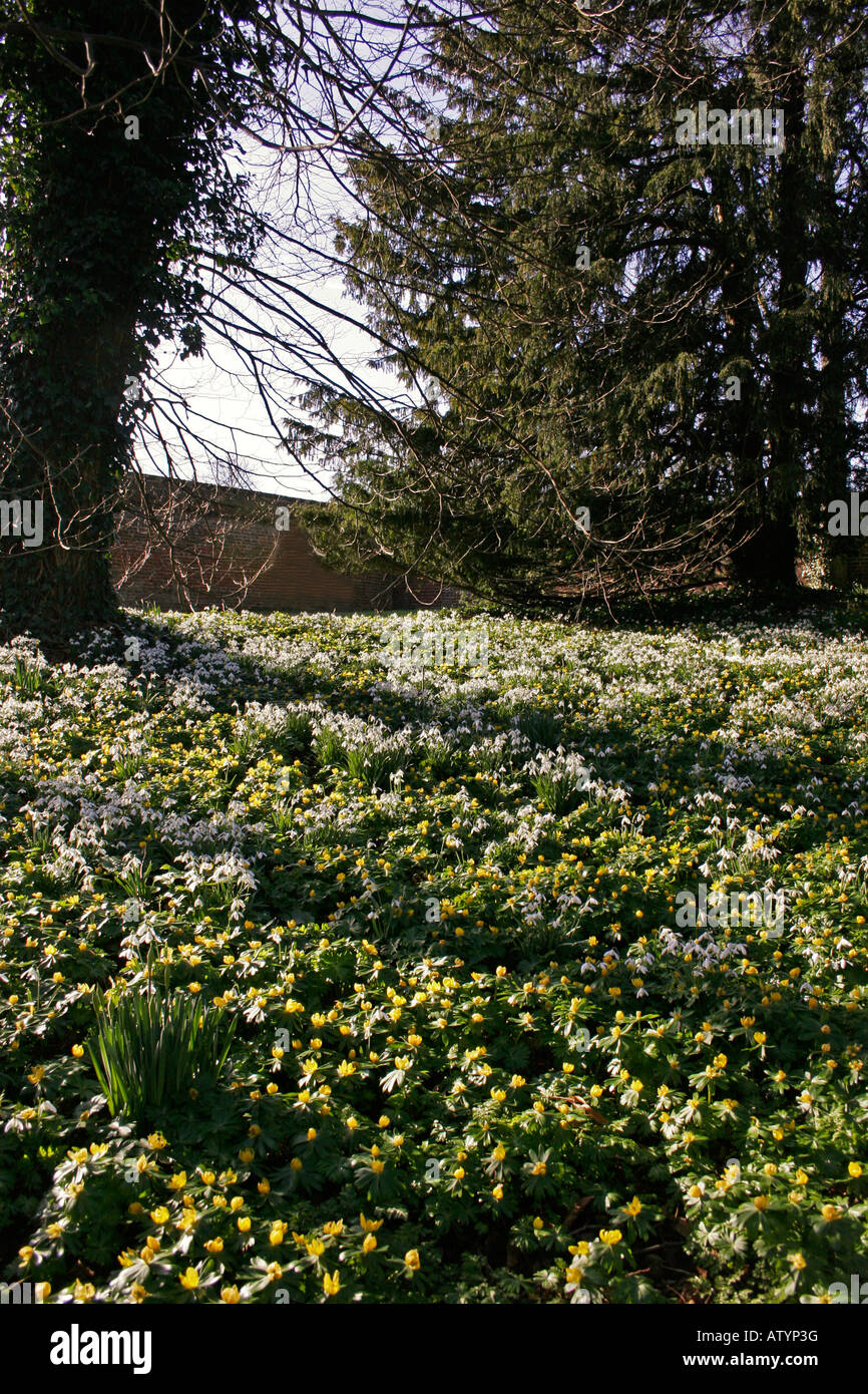 GALANTHUS SNOWDROPS AND ERANTHUS HYEMALIS WINTER ACONITES Stock Photo ...
