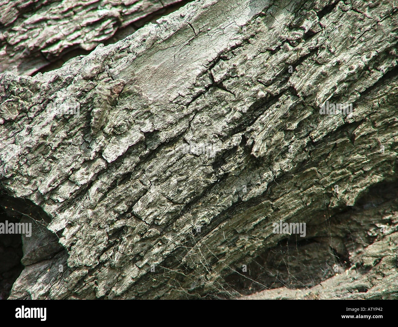 Willow tree bark Stock Photo - Alamy